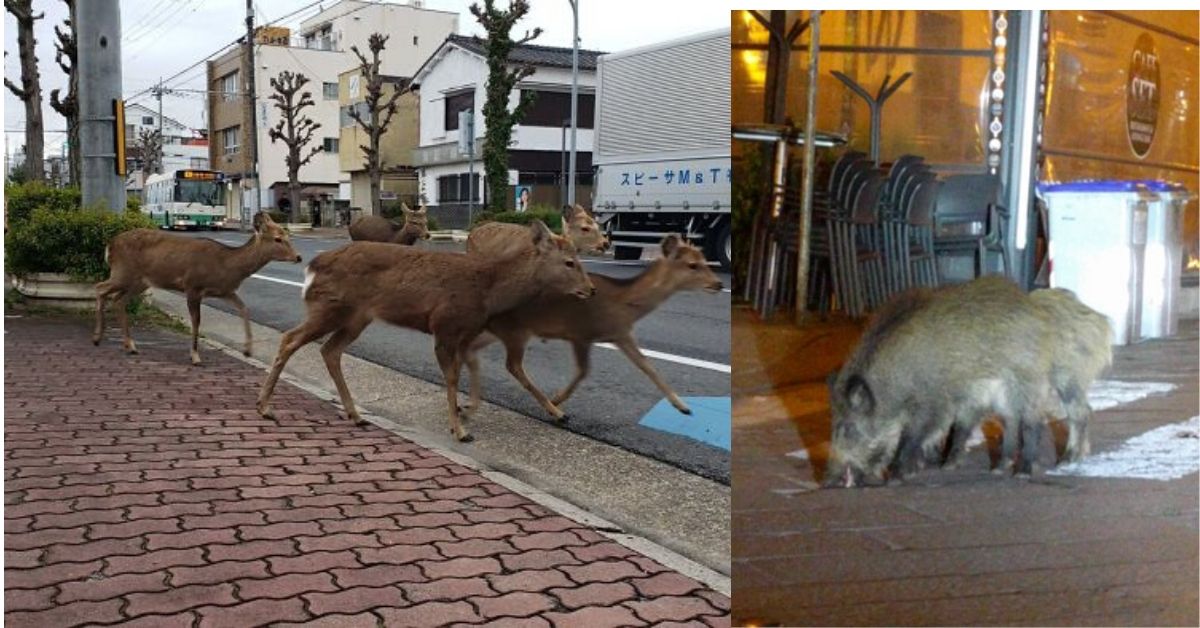 Animals Invading Cities As People Quarantine Themselves At Home ...