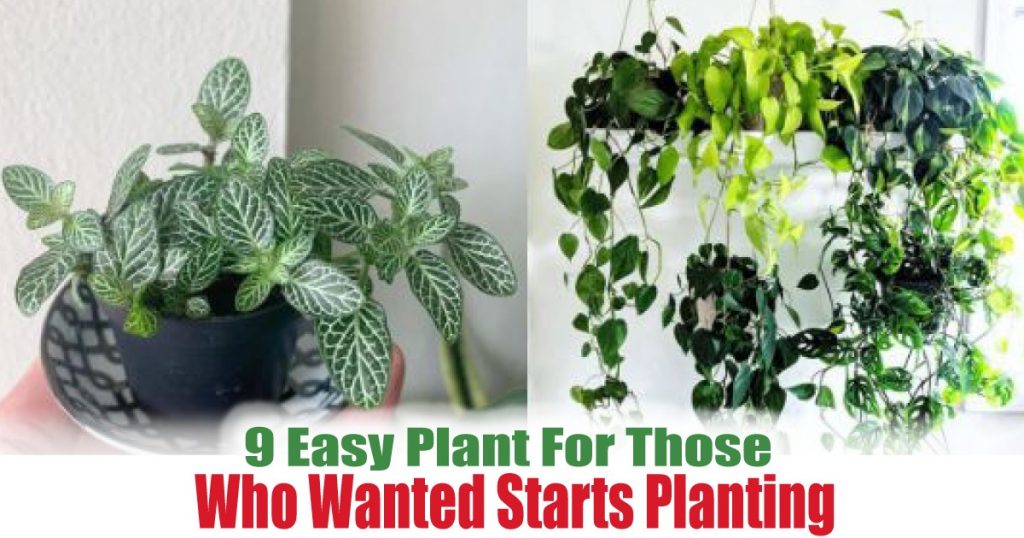 9 Easy Plant For Those Who Wanted Starts Planting - EverydayOnSales.com ...
