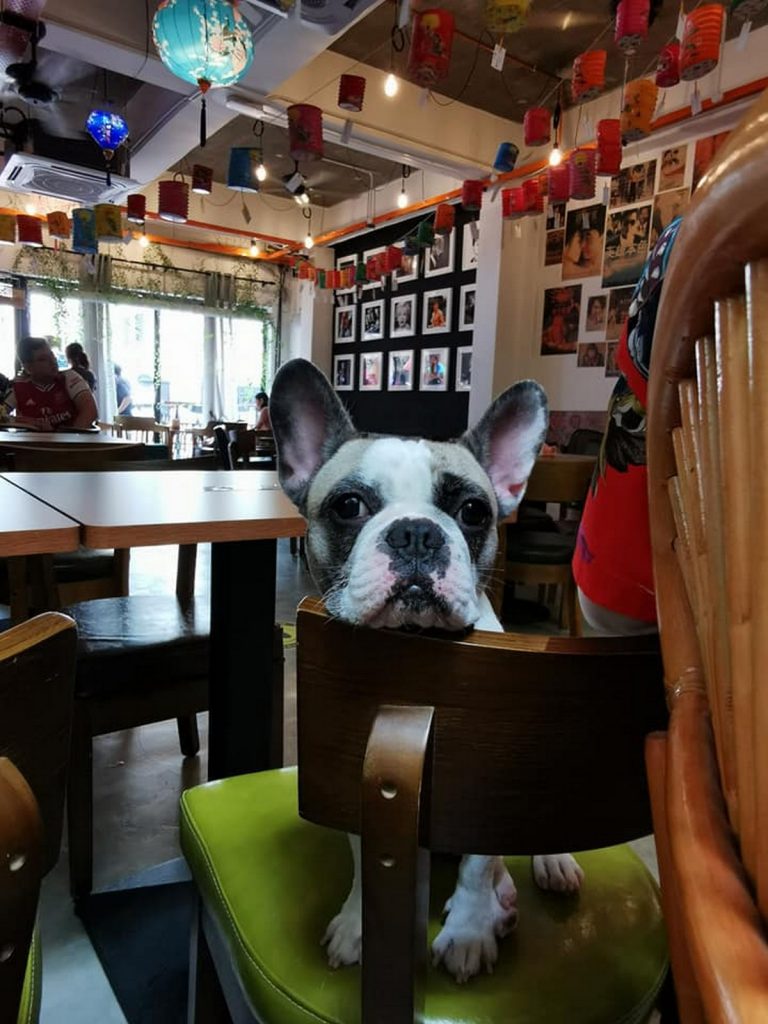 16 Pet-Friendly Restaurant And Cafe Which You Can Bring Along Your ...