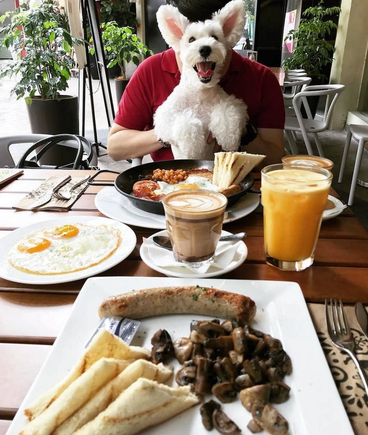 16 Pet-Friendly Restaurant And Cafe Which You Can Bring Along Your ...