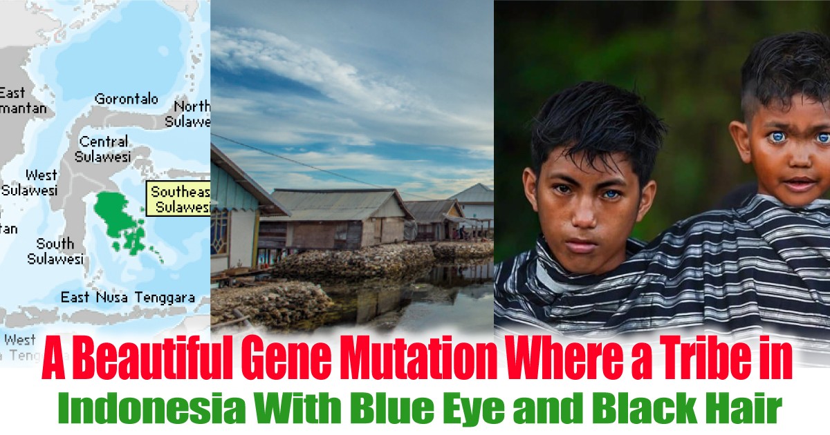 A Beautiful Gene Mutation Where a Tribe in Indonesia With Blue Eye and ...