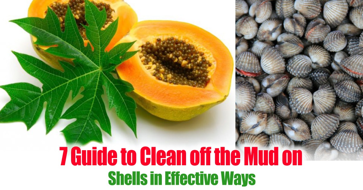 7 Guide to Clean off the Mud on Shells in Effective Ways ...