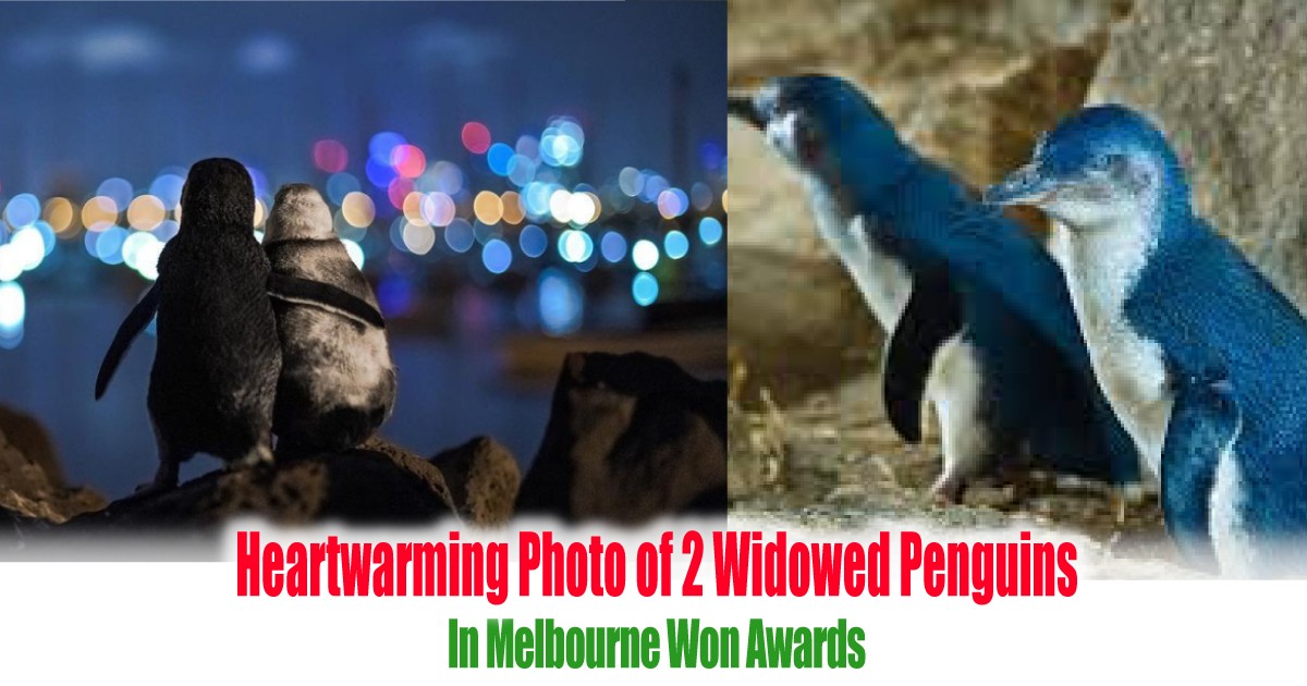 Heartwarming Photo of 2 Widowed Penguins In Melbourne Won Awards ...