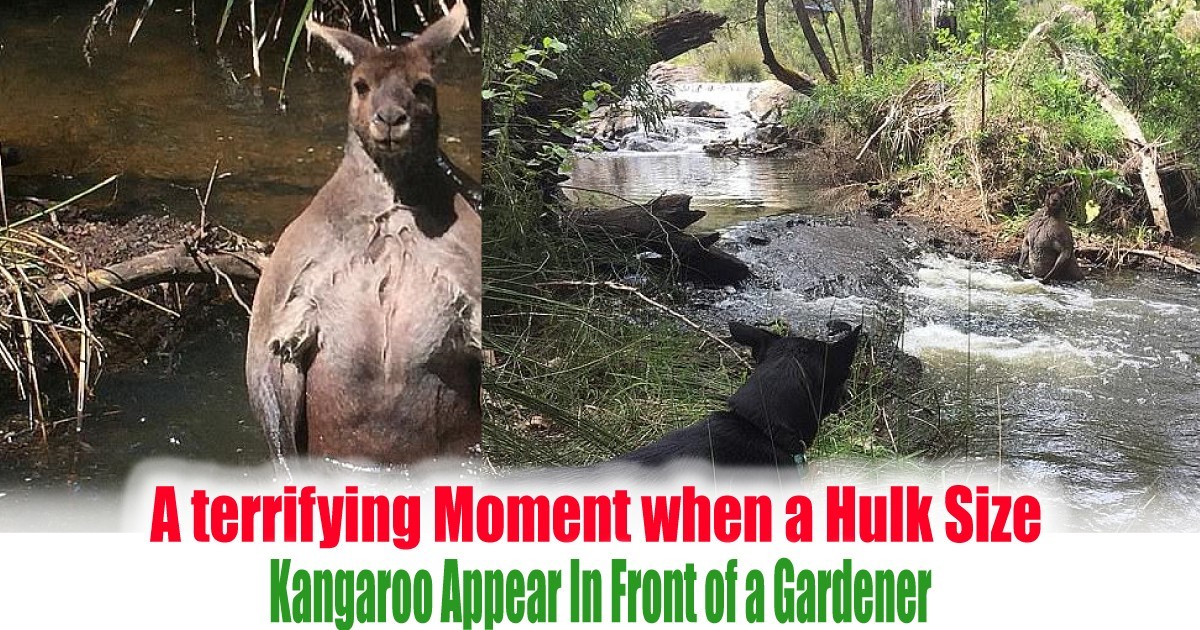 A terrifying Moment when a Hulk Size Kangaroo Appear In Front of a ...