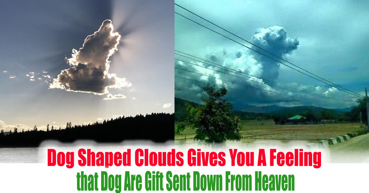 Dog Shaped Clouds Gives You A Feeling that Dog Are Gift Sent Down From ...