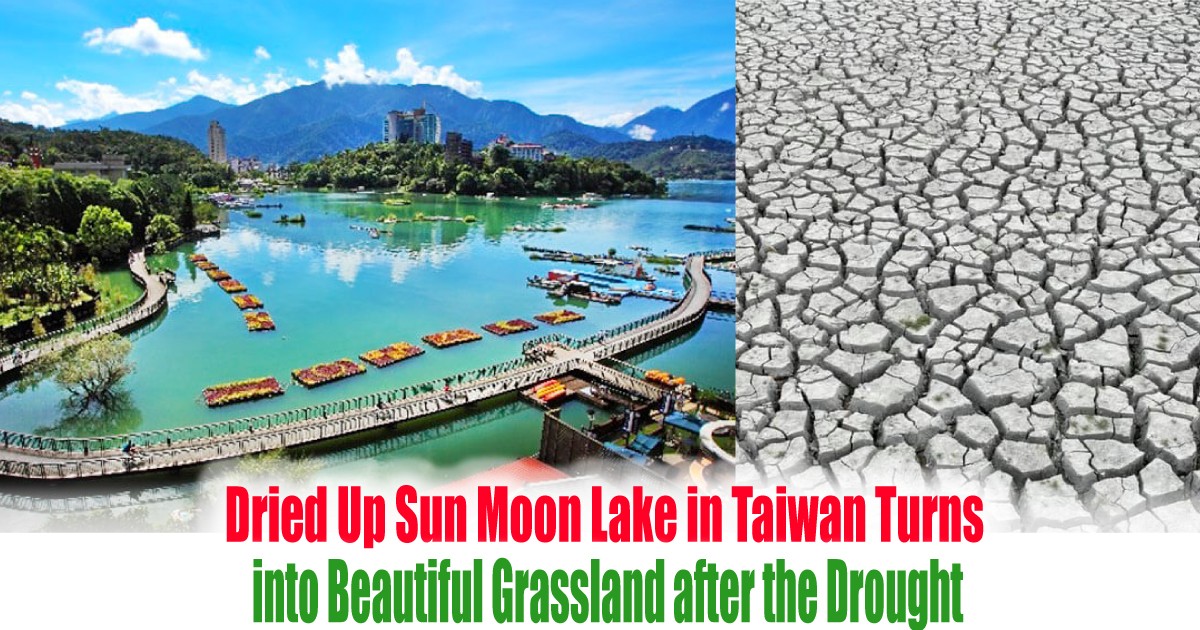 Dried Up Sun Moon Lake in Taiwan Turns into Beautiful Grassland after ...