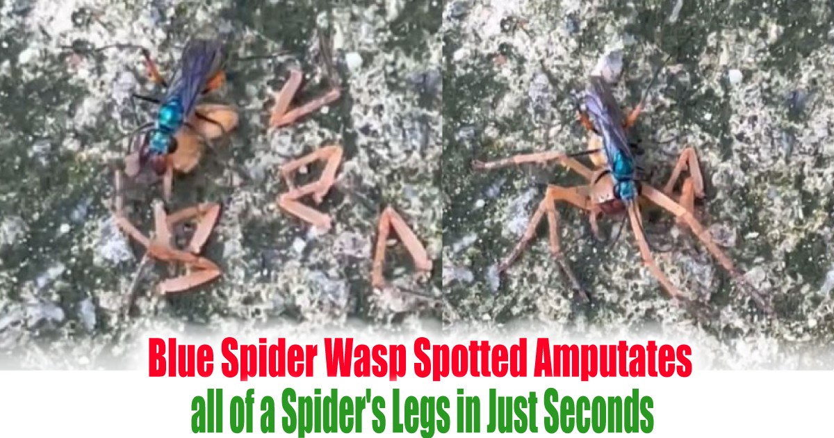 Blue Spider Wasp Spotted Amputates all of a Spider's Legs in Just ...