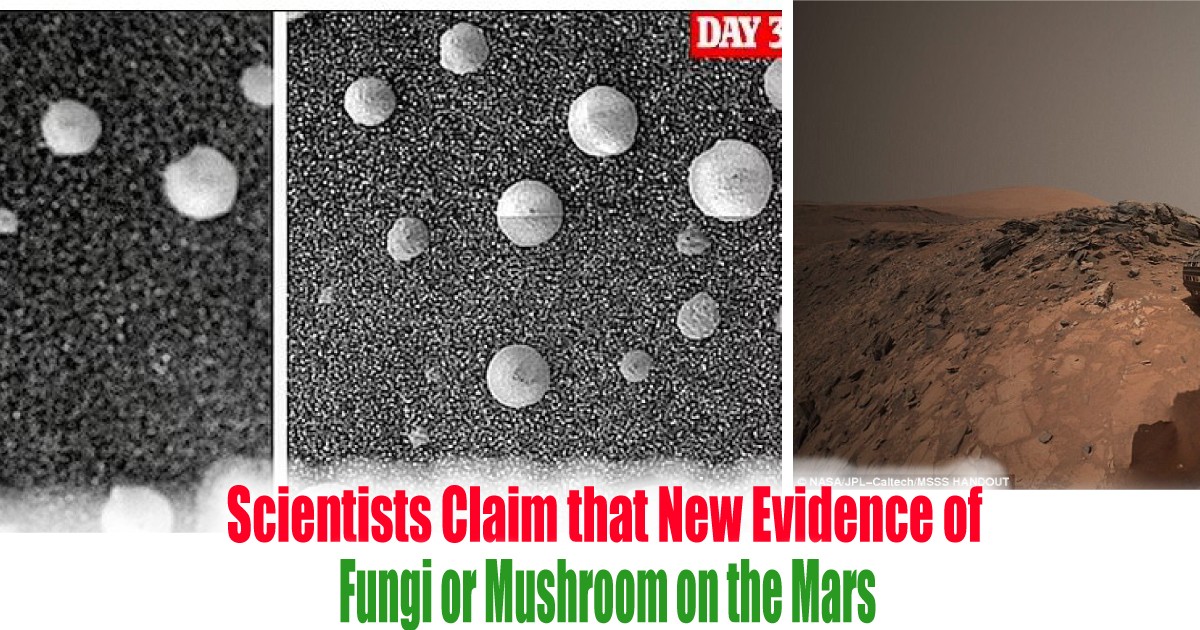 Scientists Claim that New Evidence of Fungi or Mushroom on the Mars ...